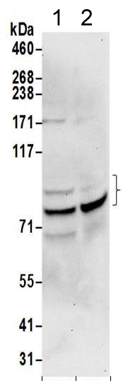 Anti-gamma Adaptin antibody - N-terminal (ab205953) | Abcam
