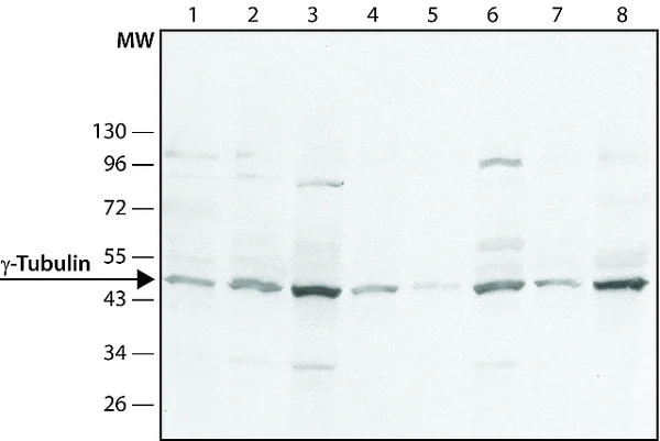 Anti-gamma Tubulin antibody - Centrosome Marker (ab11317) | Abcam