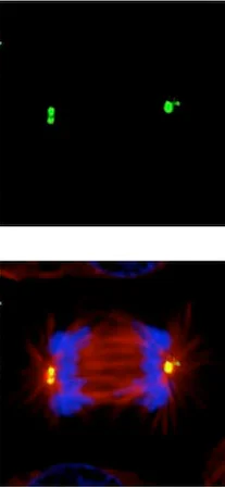 Anti-gamma Tubulin antibody - Centrosome Marker (ab137822) | Abcam