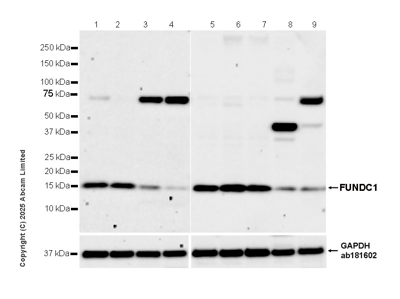 Anti-GAPDH antibody - Loading Control [EPR16891] (ab181602) | Abcam