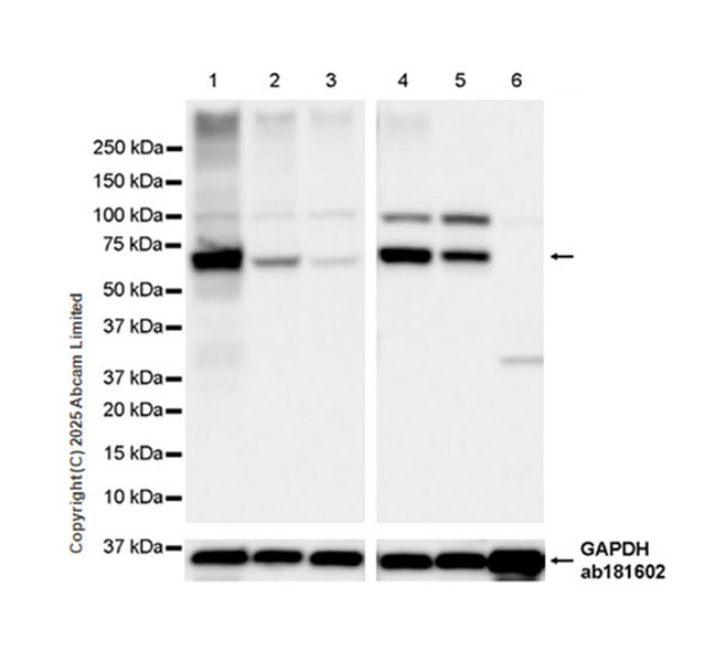 Anti-GAPDH antibody - Loading Control [EPR16891] (ab181602) | Abcam