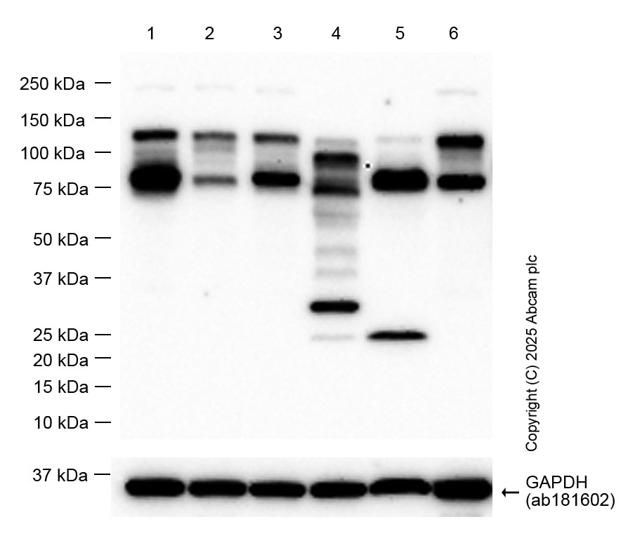 Anti-GAPDH antibody - Loading Control [EPR16891] (ab181602) | Abcam