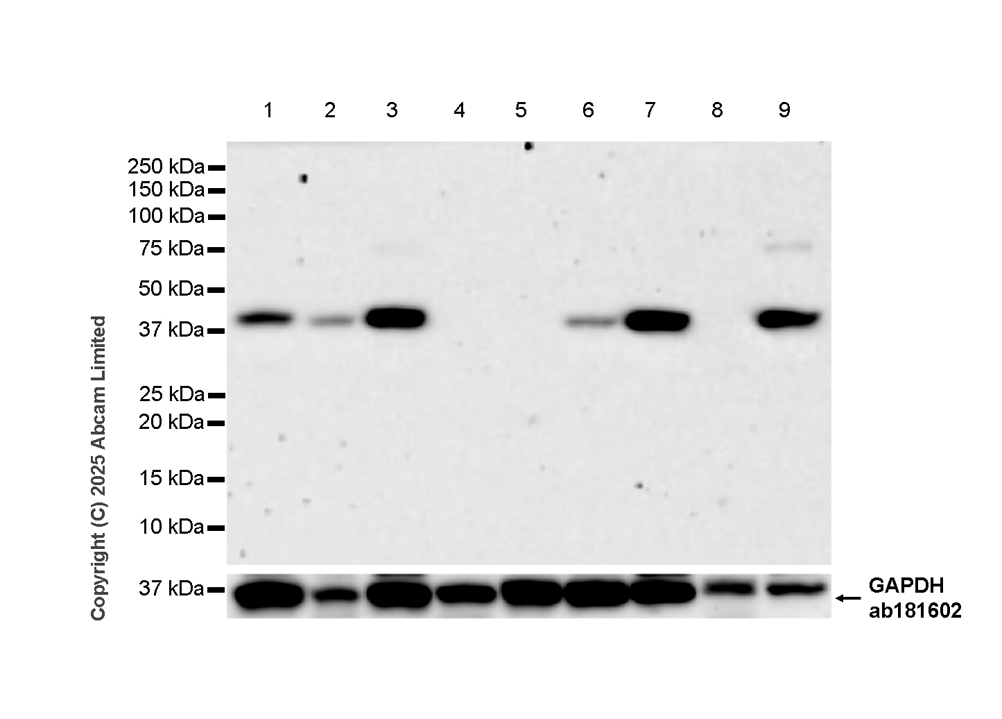 Anti-GAPDH antibody - Loading Control [EPR16891] (ab181602) | Abcam
