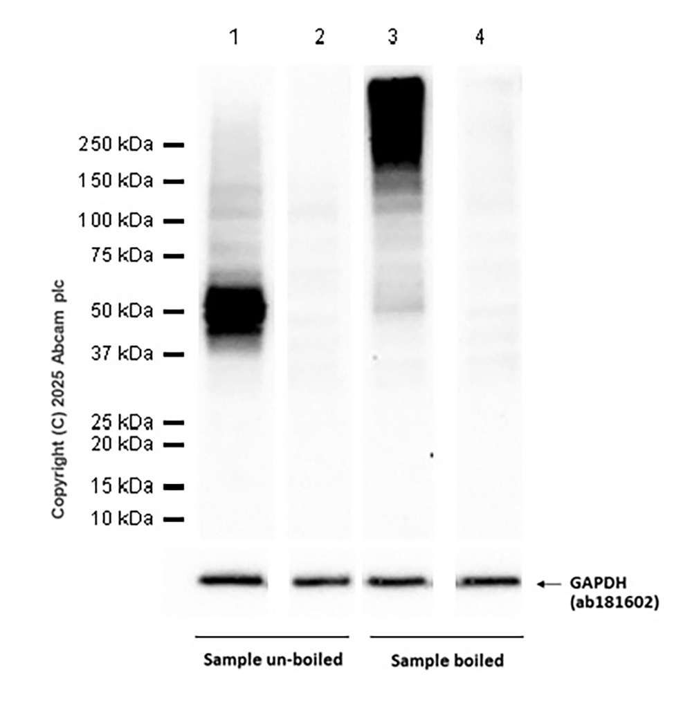 Anti-GAPDH antibody - Loading Control [EPR16891] (ab181602) | Abcam