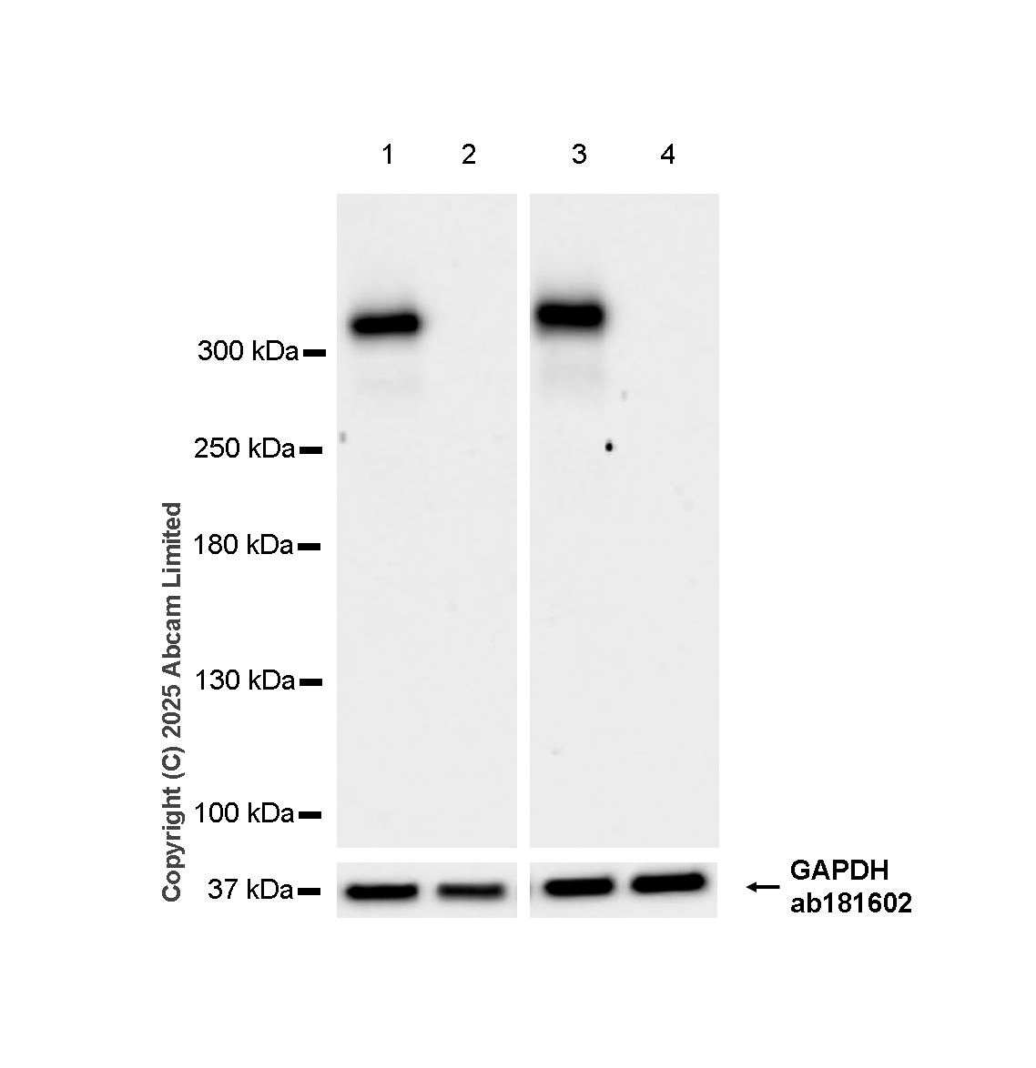 Anti-GAPDH antibody - Loading Control [EPR16891] (ab181602) | Abcam
