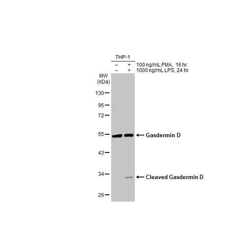 Anti-Gasdermin D antibody [HL1430] (ab317086) | Abcam中文官网