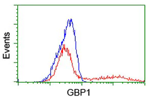 Anti-GBP1 antibody [OTI1B2] (ab119236) | Abcam