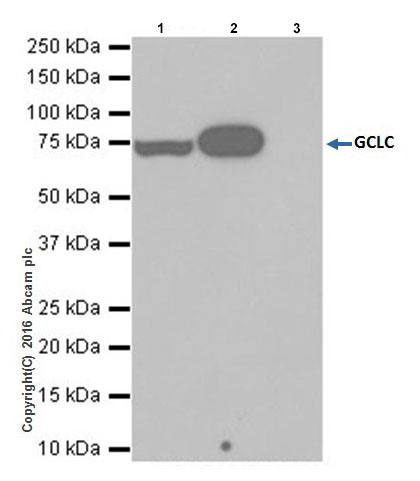 Anti-GCLC antibody [EPR20078] (ab207777) | Abcam