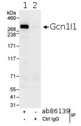 Anti-GCN1 antibody. Rabbit polyclonal (ab86139) | Abcam