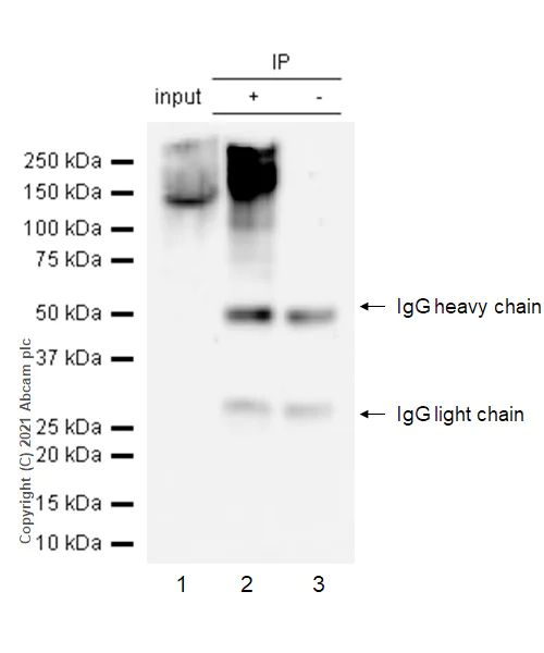 Anti-GCN2 (phospho T667) antibody [EPR2319Y] - BSA and Azide free ...