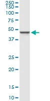 Anti-GCNT1 antibody (ab102665) | Abcam