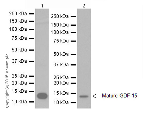 Anti-GDF15 antibody [EPR19939] (ab206414) | Abcam