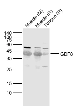 Anti-GDF8 / Myostatin antibody (ab203076) | Abcam