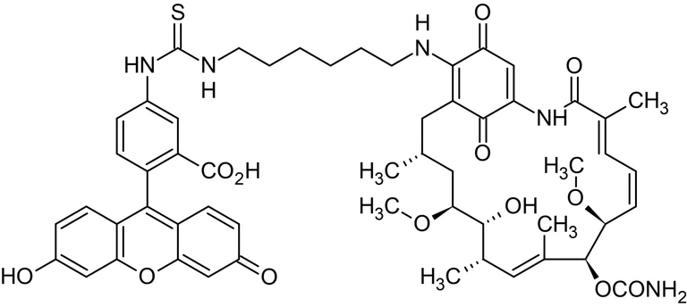 Geldanamycin-FITC, fluorescent labelled HSP90 inhibitor (CAS 30562-34-6 ...