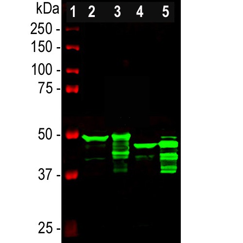 Anti-GFAP antibody - Affinity Purified (ab211271) | Abcam