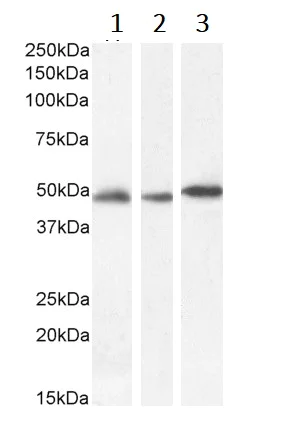 Anti-GFAP (Glial Fibrillary Acidic Protein) antibody (ab53554) | Abcam