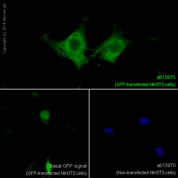 Anti-GFP antibody. Chicken polyclonal (ab13970) | Abcam