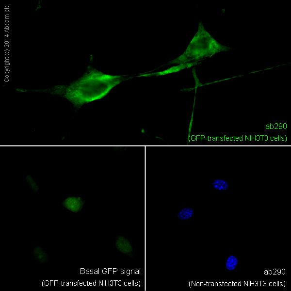 Anti-GFP antibody - bioluminescent marker (ab290) | Abcam