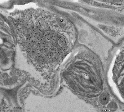 GFP抗体 (ab5450)| Abcam中文官网
