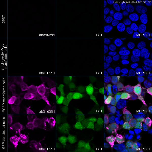 Anti-GFP antibody [RM1064] (ab316291) | Abcam