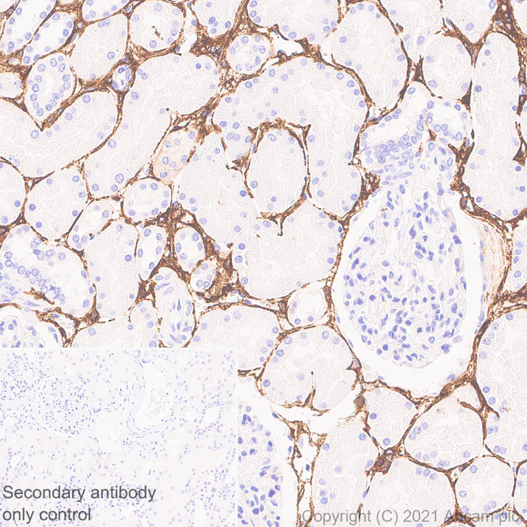 Anti-GGT5 antibody [EPR24682-102] (ab283267) | Abcam