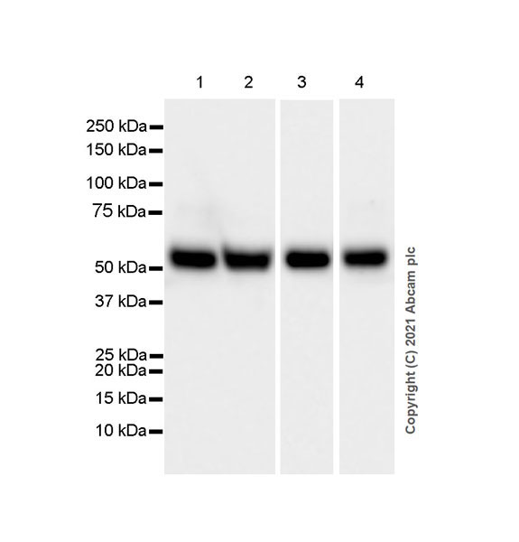 Anti-GGT5 antibody [EPR24682-102] (ab283267) | Abcam