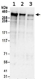 Anti-Giantin antibody - Golgi Marker (ab174655) | Abcam