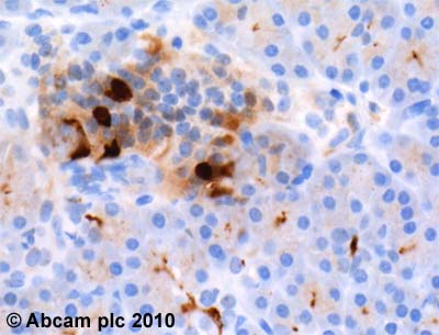 Anti-GLP-1 antibody [4F3] (ab23472) | Abcam