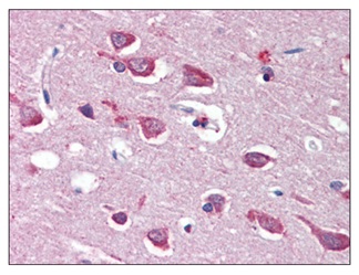 Anti-GluA4 antibody (ab115322) | Abcam