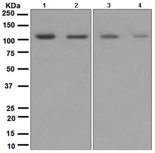Anti-GluA4 antibody [EPR2512(2)] (ab109431) | Abcam