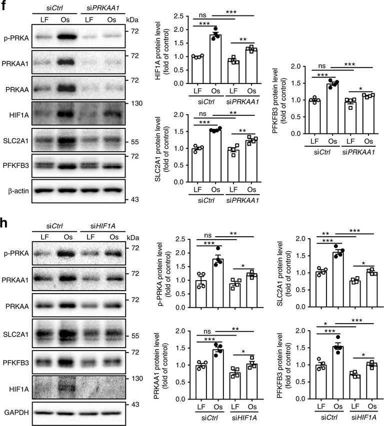 Glucose Transporter GLUT1抗体[EPR3915] (ab115730)| Abcam中文官网