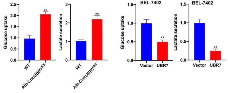 Glucose Uptake Assay Kit. Colorimetric. Quantitative. (ab136955) | Abcam