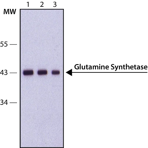 Glutamine Synthetase抗体 (ab49873)| Abcam中文官网