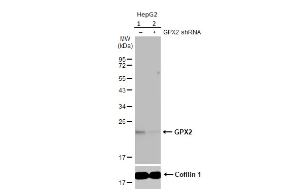 Glutathione Peroxidase 2/GPX2抗体[HL125] - BSA and Azide free (ab289369 ...