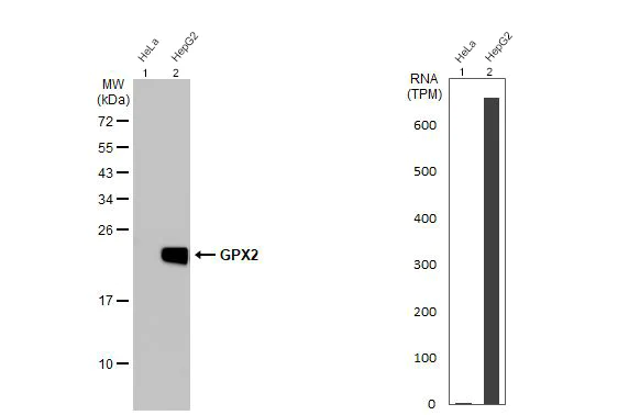 Glutathione Peroxidase 2/GPX2抗体[HL125] - BSA and Azide free (ab289369 ...