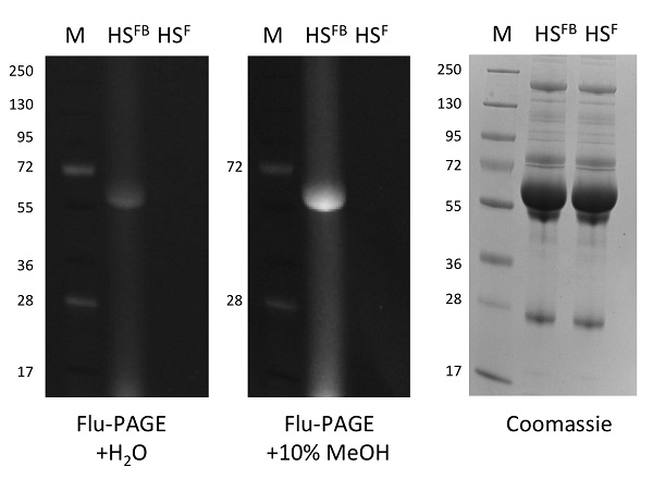Glycated Protein Assay Kit (ab219802) | Abcam