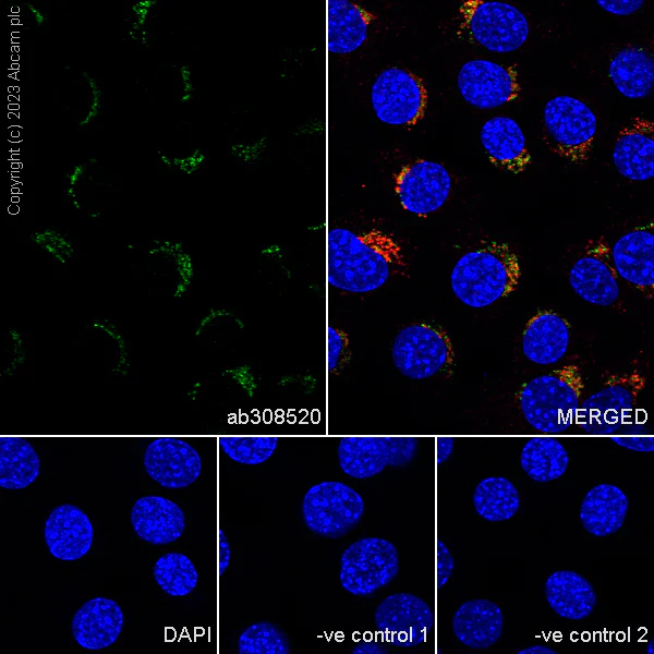 Anti-GM130 antibody - Carrier free (ab169276) | Abcam