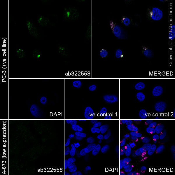 Anti-GM130 antibody - Carrier free (ab169276) | Abcam