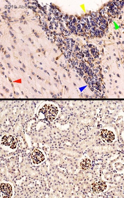 Goat Anti Chicken (IgY) secondary antibody Biotin (ab97133) | Abcam