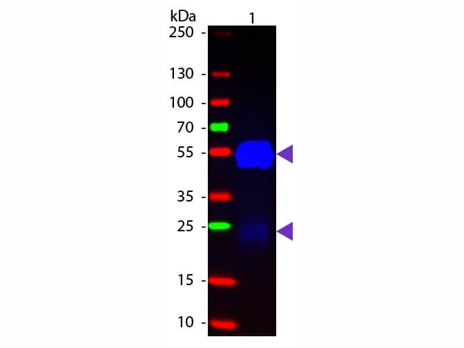 Goat FITC (ab) Anti Rabbit (IgG) secondary antibody (ab7050) | Abcam
