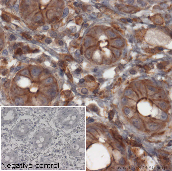 Goat F(ab')2 Anti-Rabbit IgG F(ab')2 (HRP) preadsorbed secondary ...