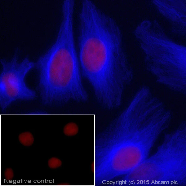 山羊抗小鼠IgG H&L (Alexa Fluor® 405) (ab175660)| Abcam中文官网