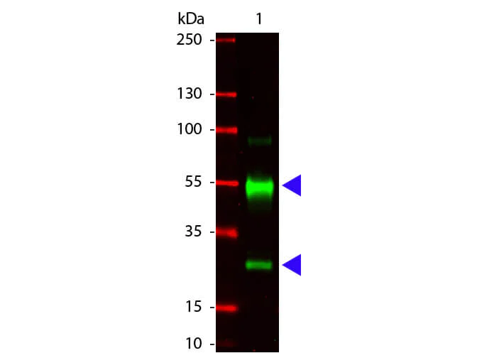 Goat Anti-Pig IgG H&L secondary antibody (ab6910) | Abcam