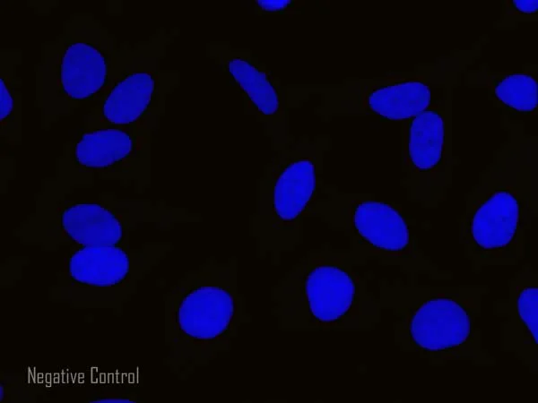 Goat Anti-Rabbit IgG Fc (Alexa Fluor® 594) preadsorbed secondary ...