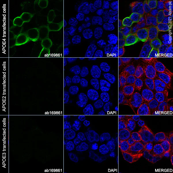 Goat anti-rabbit IgG (Alexa Fluor® 594) secondary antibody (ab150080 ...