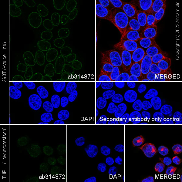 Goat anti-rabbit IgG (Alexa Fluor® 647) preadsorbed secondary antibody ...