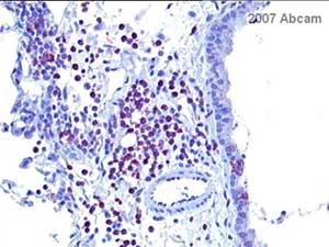 Goat Anti-Rabbit IgG (Biotin) secondary antibody (ab6720) | Abcam