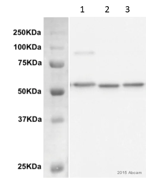 Goat anti-rabbit IgG (HRP) secondary antibody (ab6721) | Abcam