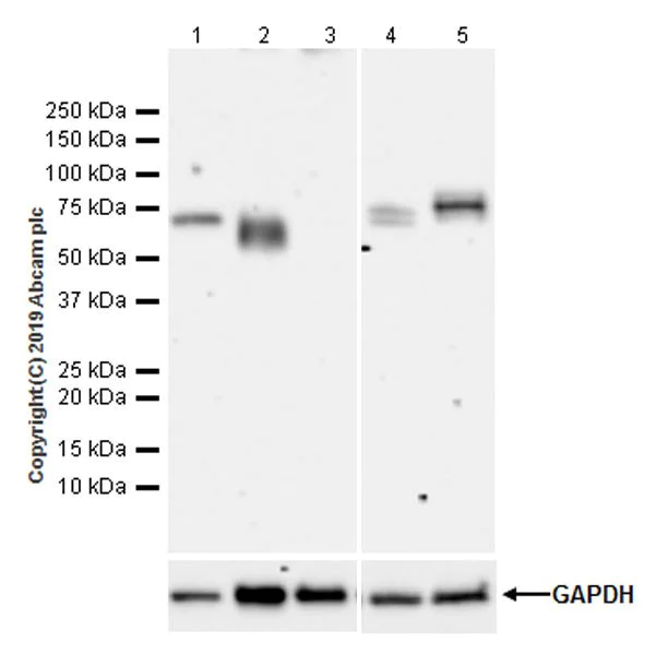 Goat anti-rabbit IgG (HRP) secondary antibody (ab97051) | Abcam
