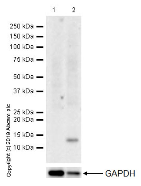 Goat Anti Rabbit (IgG) secondary antibody HRP (ab97051) | Abcam
